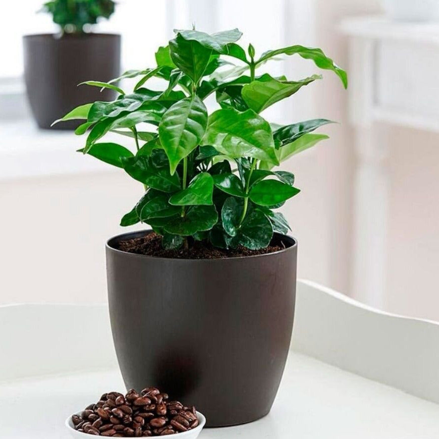 Checkify Demo Store – checkify-demo